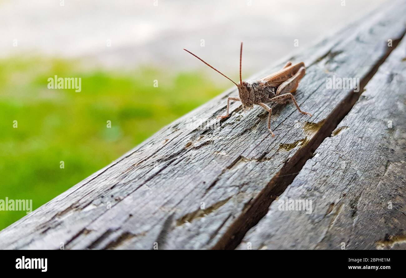 A close up of a grasshopper on an old cracked wooden beam Stock Photo ...