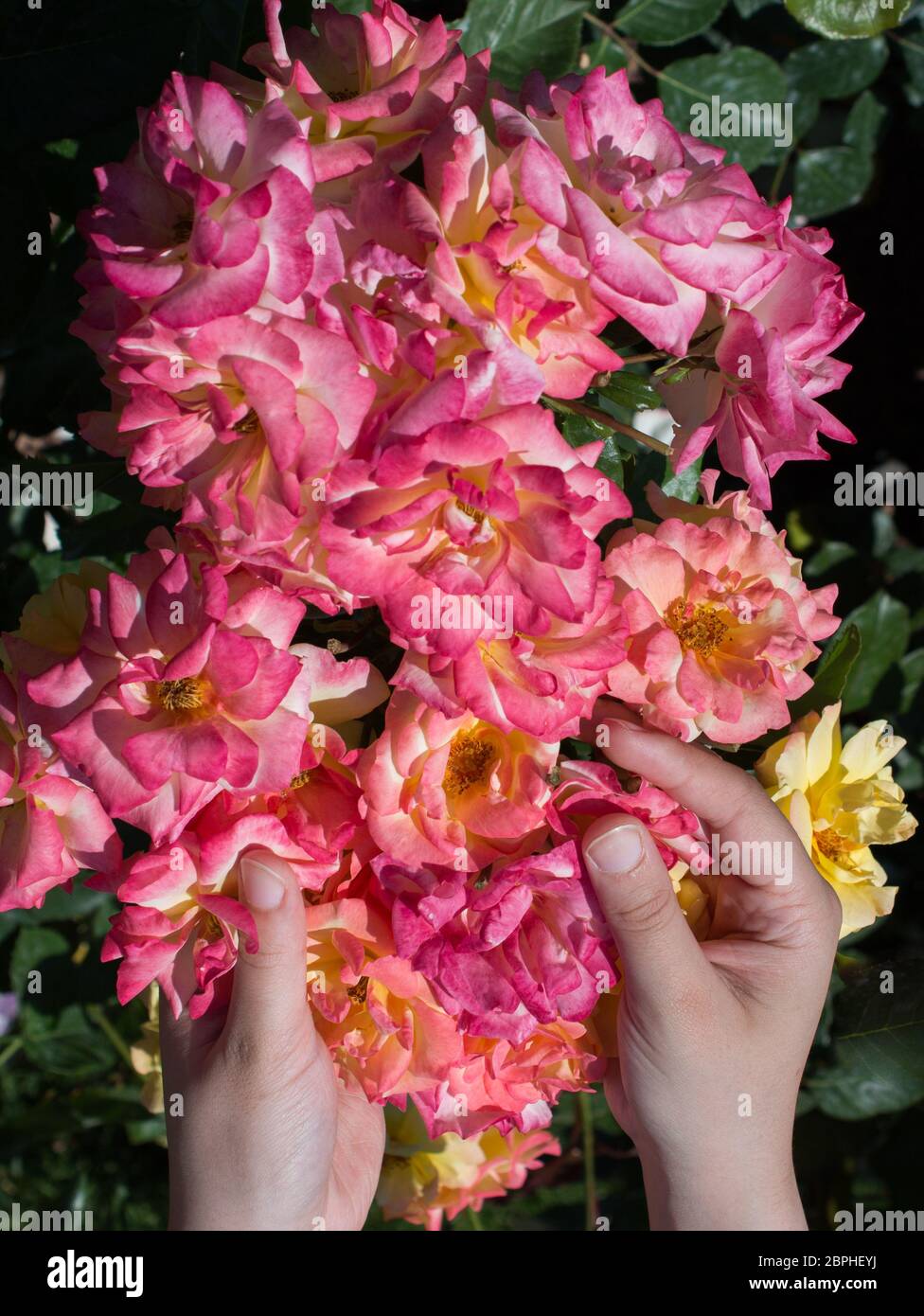 Beautiful fresh roses in hand Stock Photo - Alamy