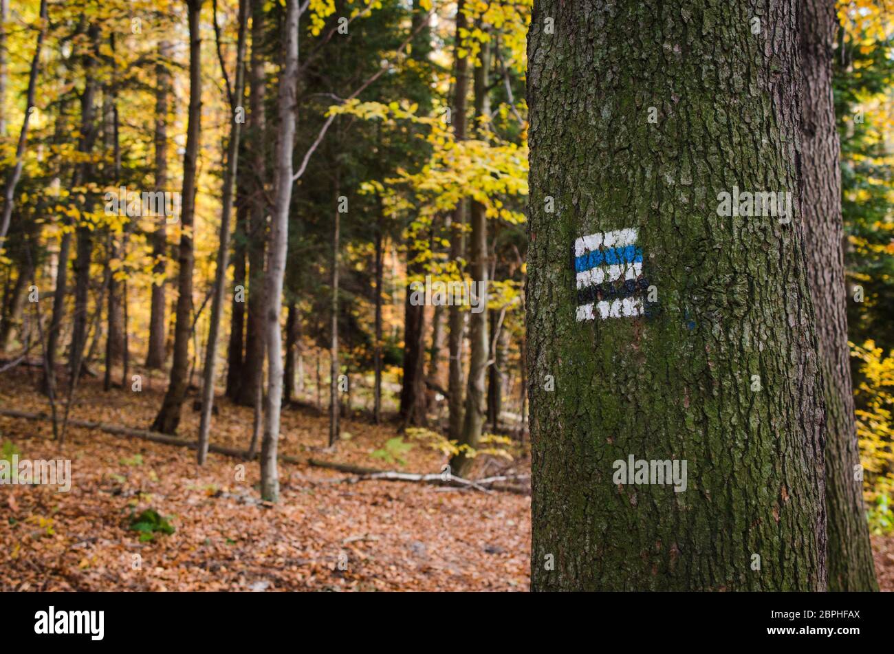 Marking the tourist route painted on the tree. Travel route sign ...