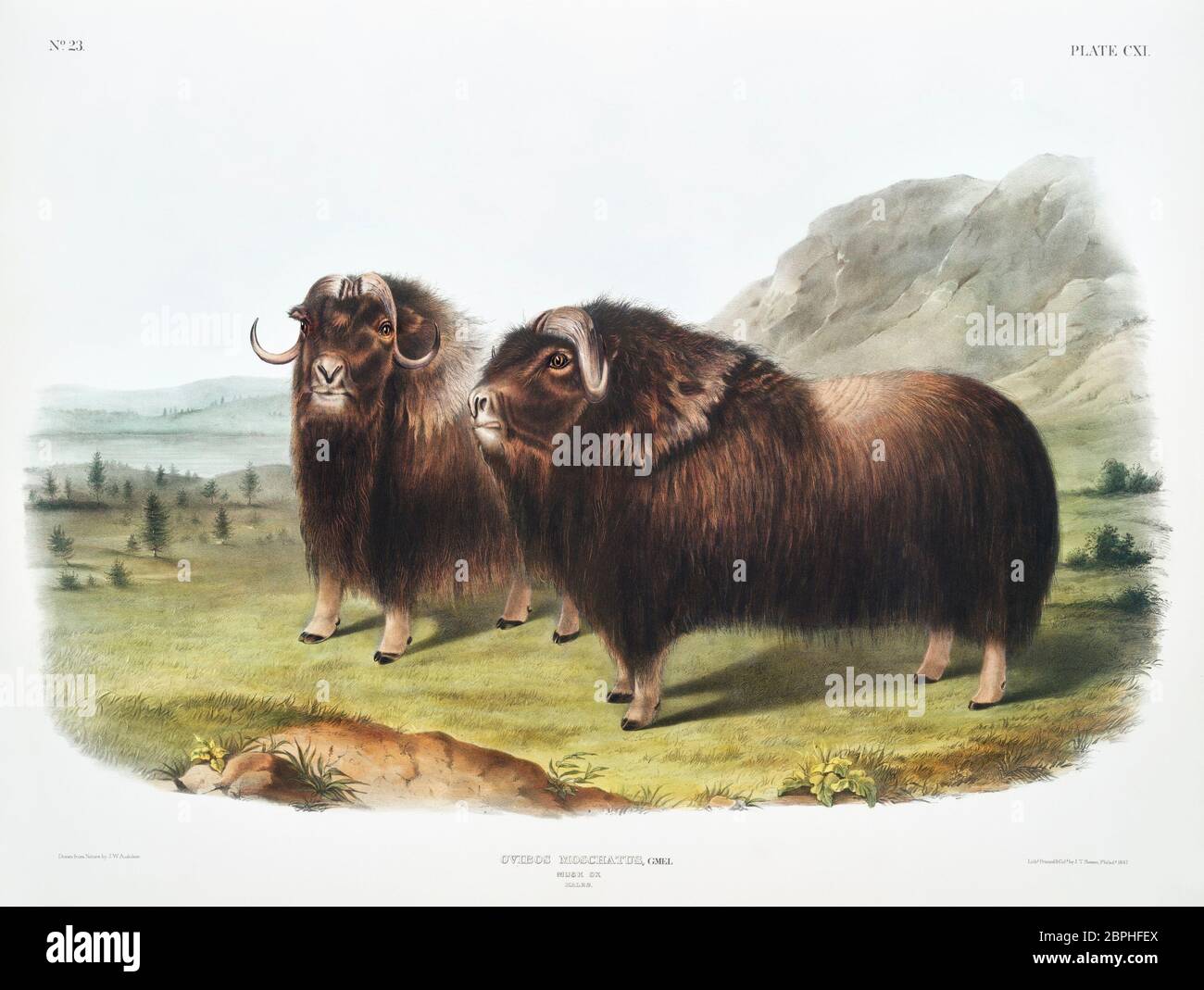 Musk cat hi-res stock photography and images - Alamy