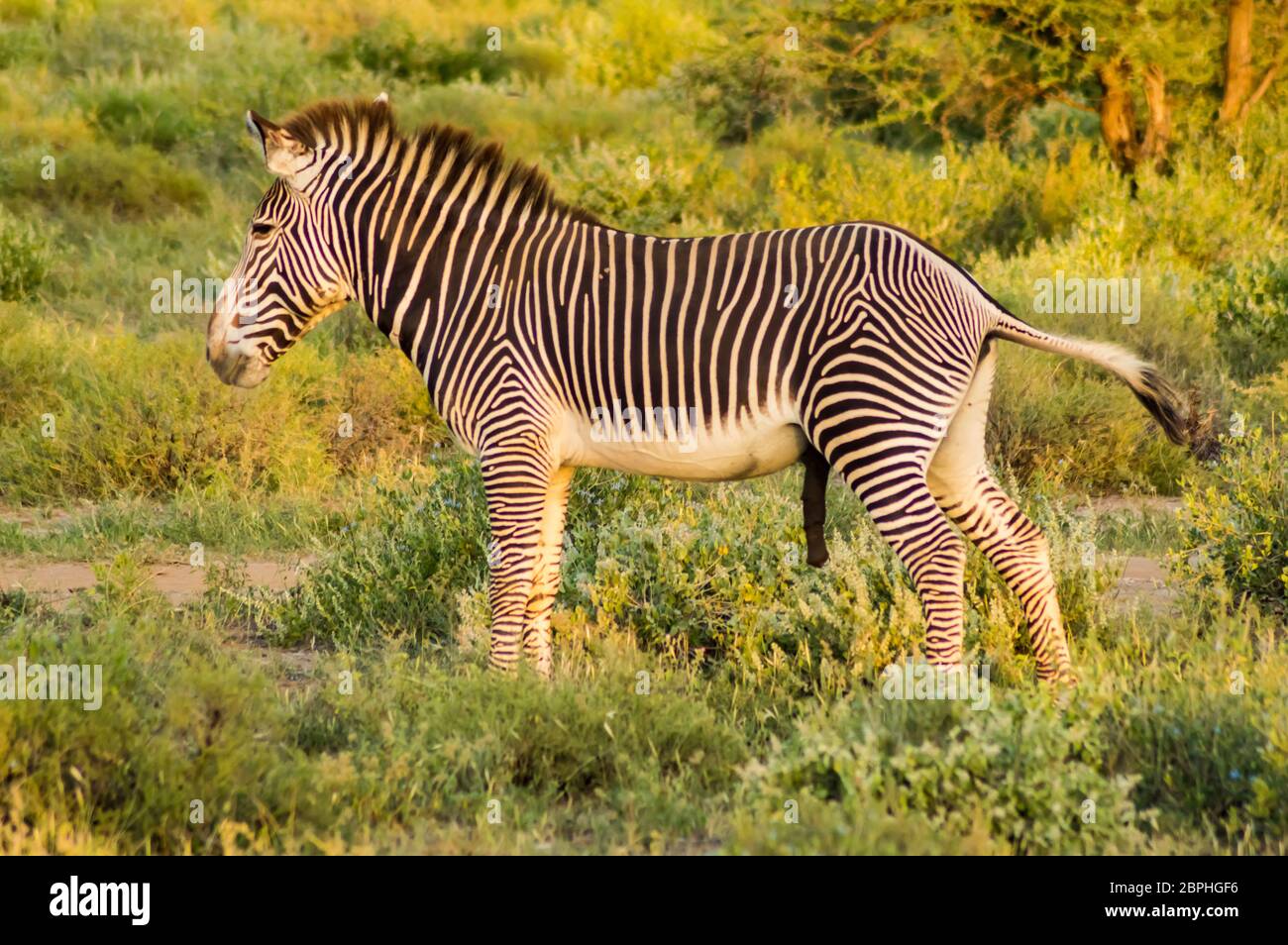 Isolated zebra walking in the savannah of Samburu Park in central Kenya ...