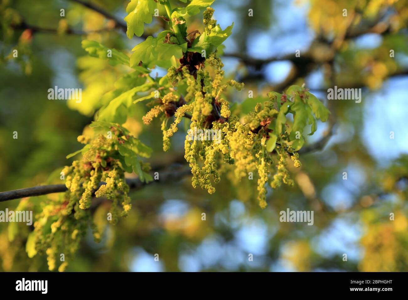 Oak tree in england in april hi-res stock photography and images - Alamy