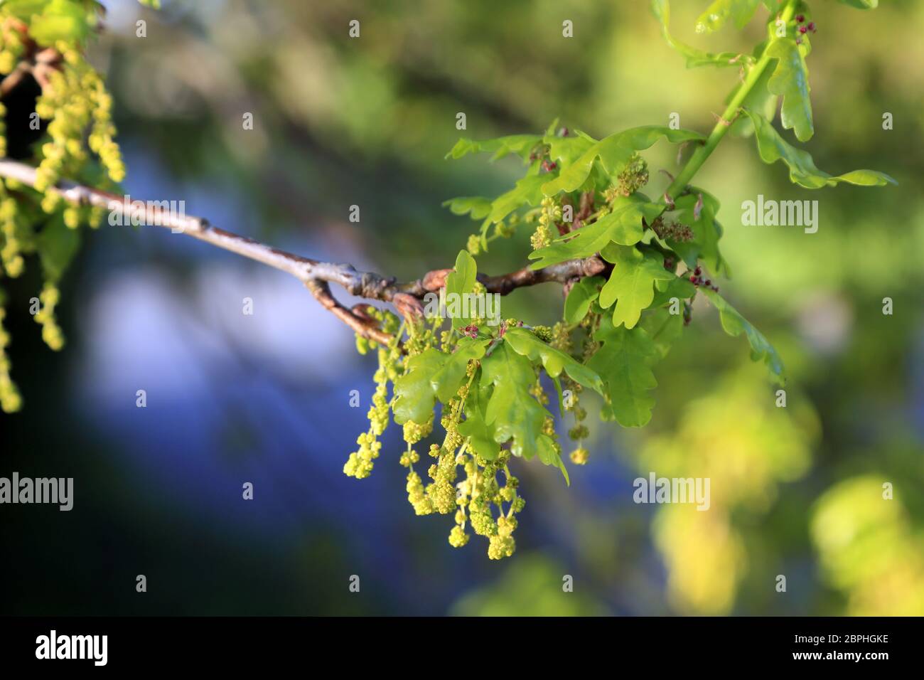 Flowers on an oak tree in Kent, England Stock Photo - Alamy