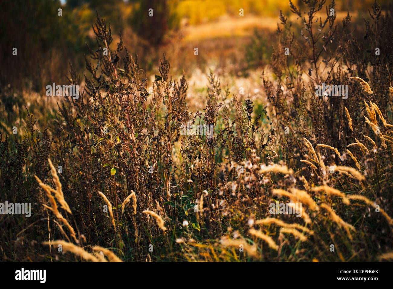 Beautiful autumn field several hi-res stock photography and images - Alamy