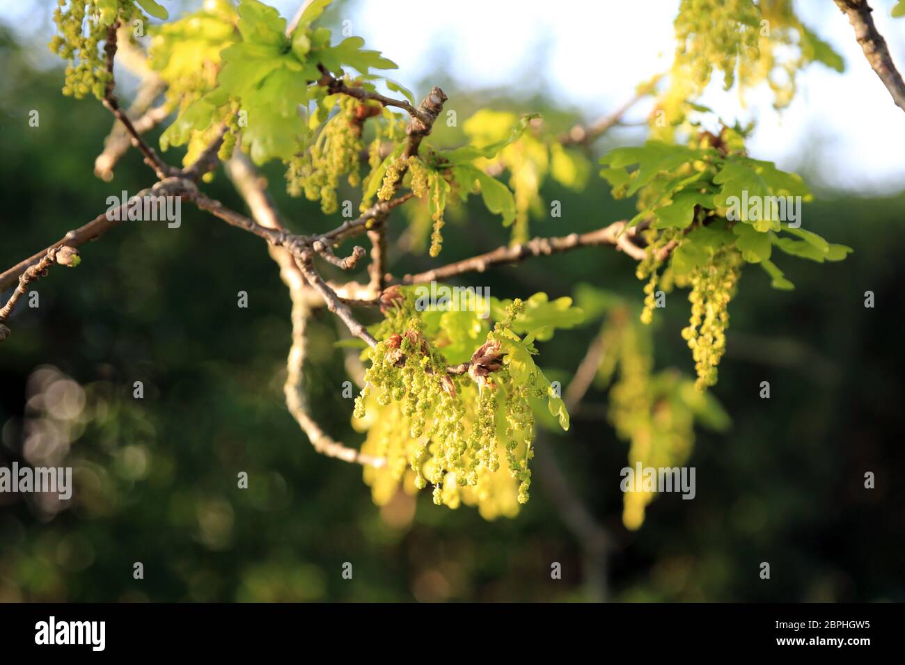 Flowers on an oak tree in Kent, England Stock Photo - Alamy