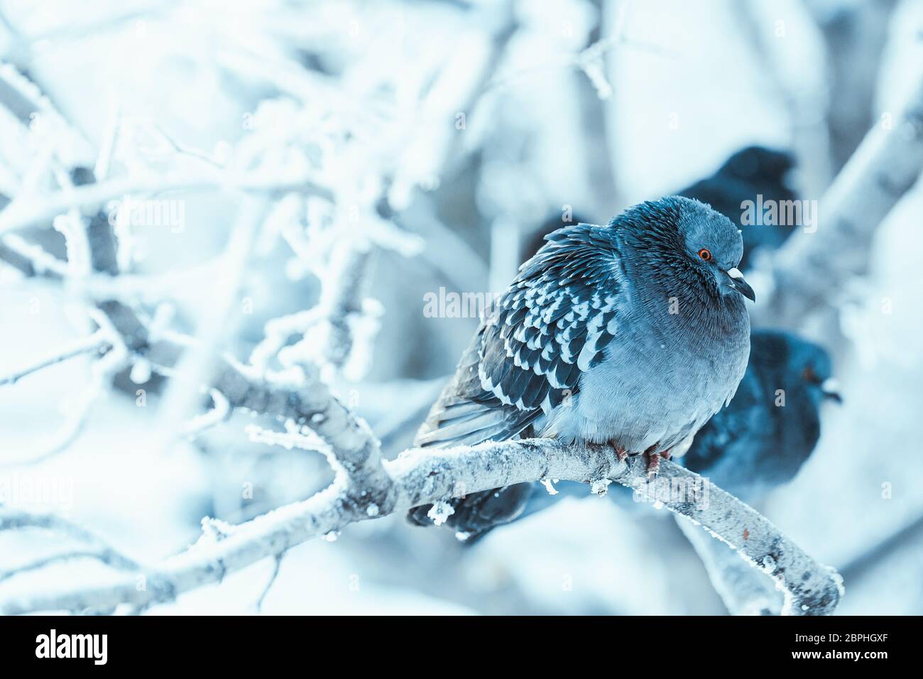 Hunched pigeons hi-res stock photography and images - Alamy