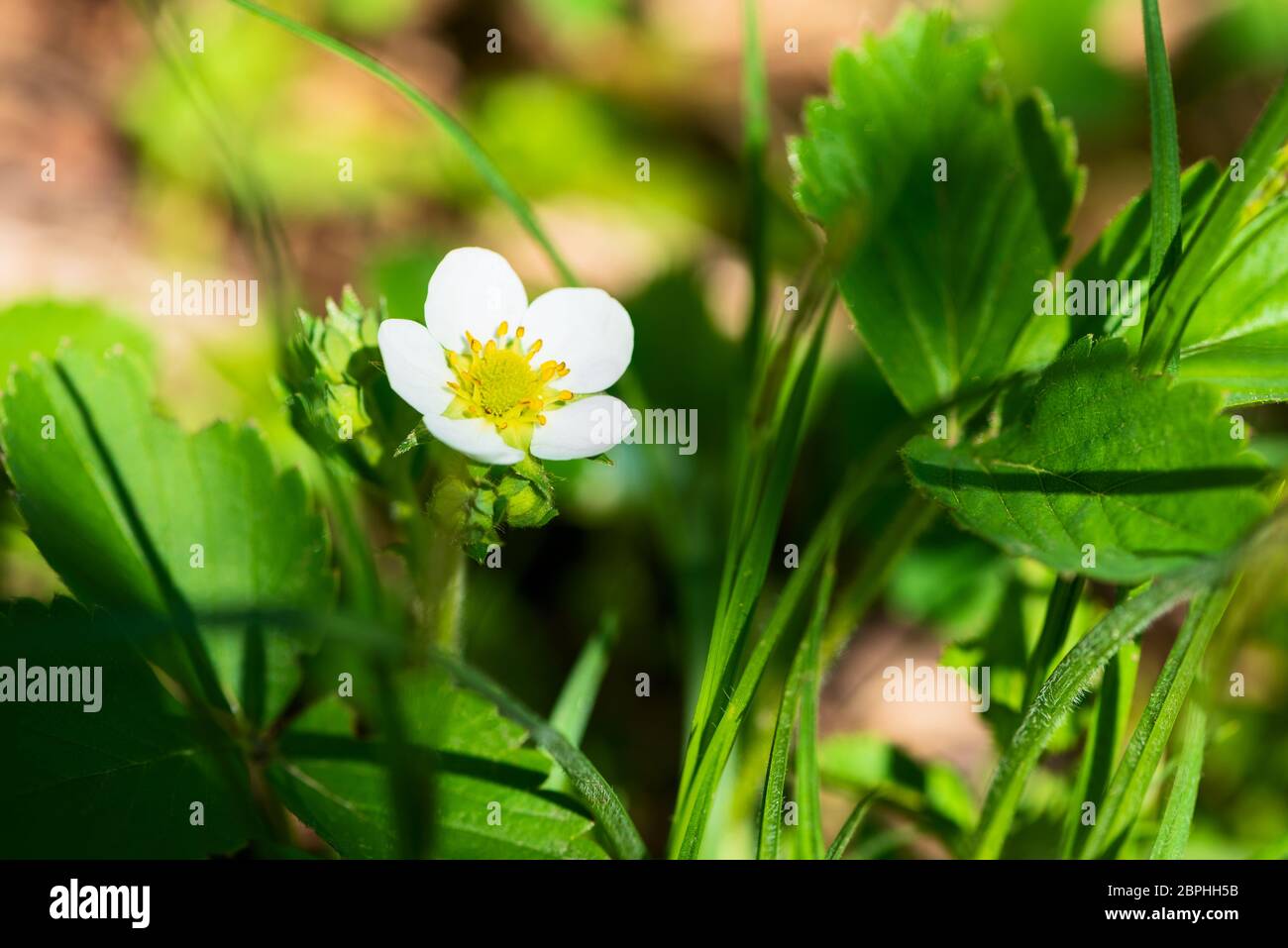 Wild strawberry flowers growing in forest. Nature background Stock ...