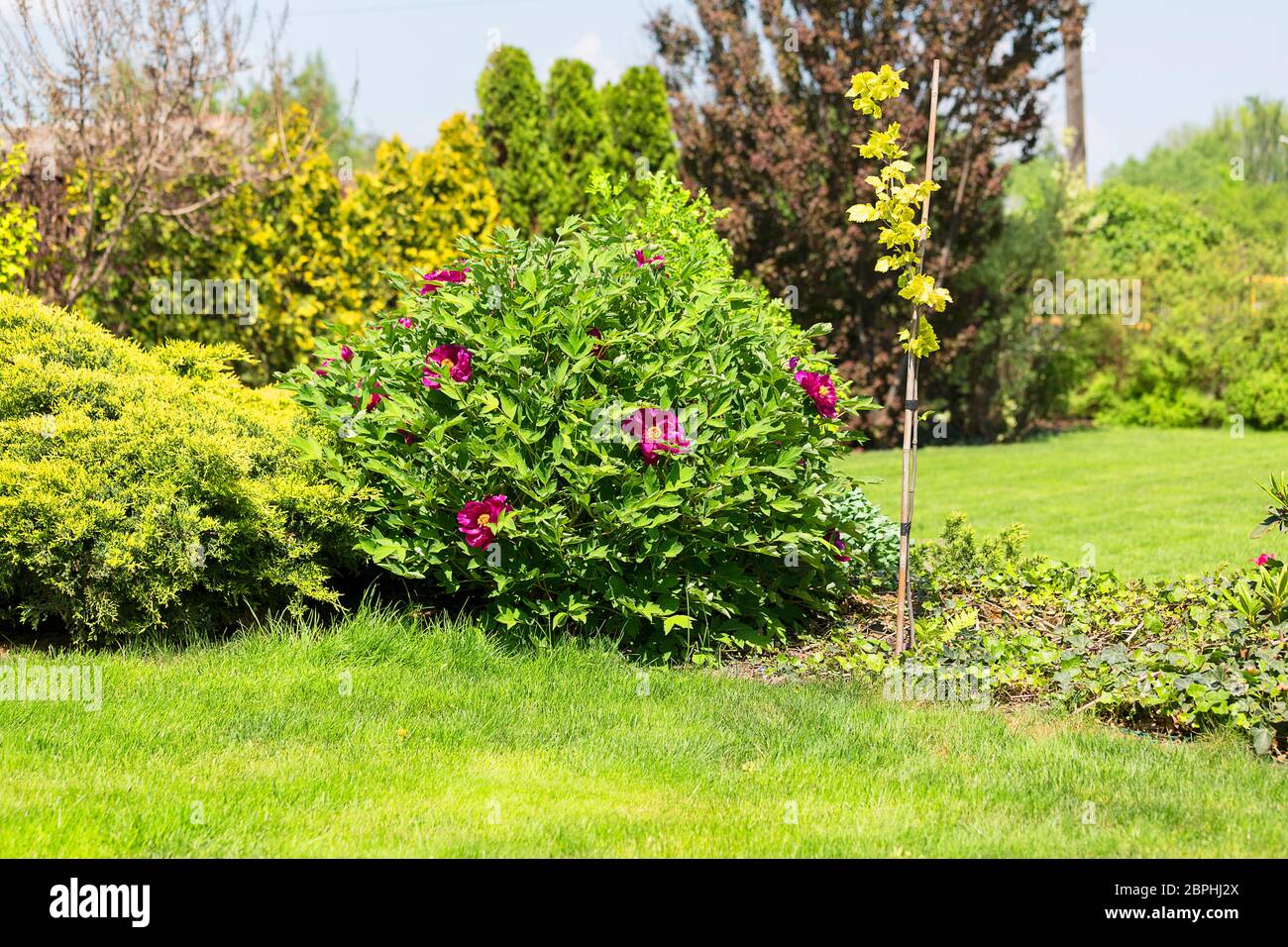 Beautiful spring garden, beauty of nature Stock Photo - Alamy