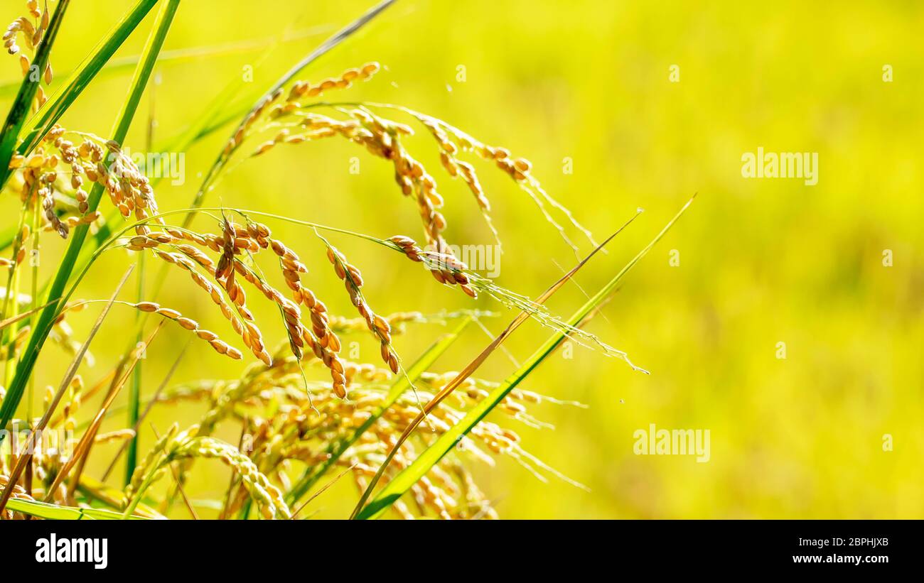 The rice in the farming with nice background color Stock Photo - Alamy