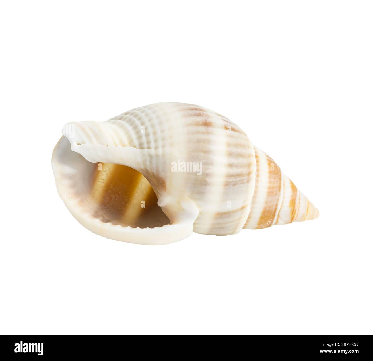 Conch shell isolated on white background, clipping path included Stock ...