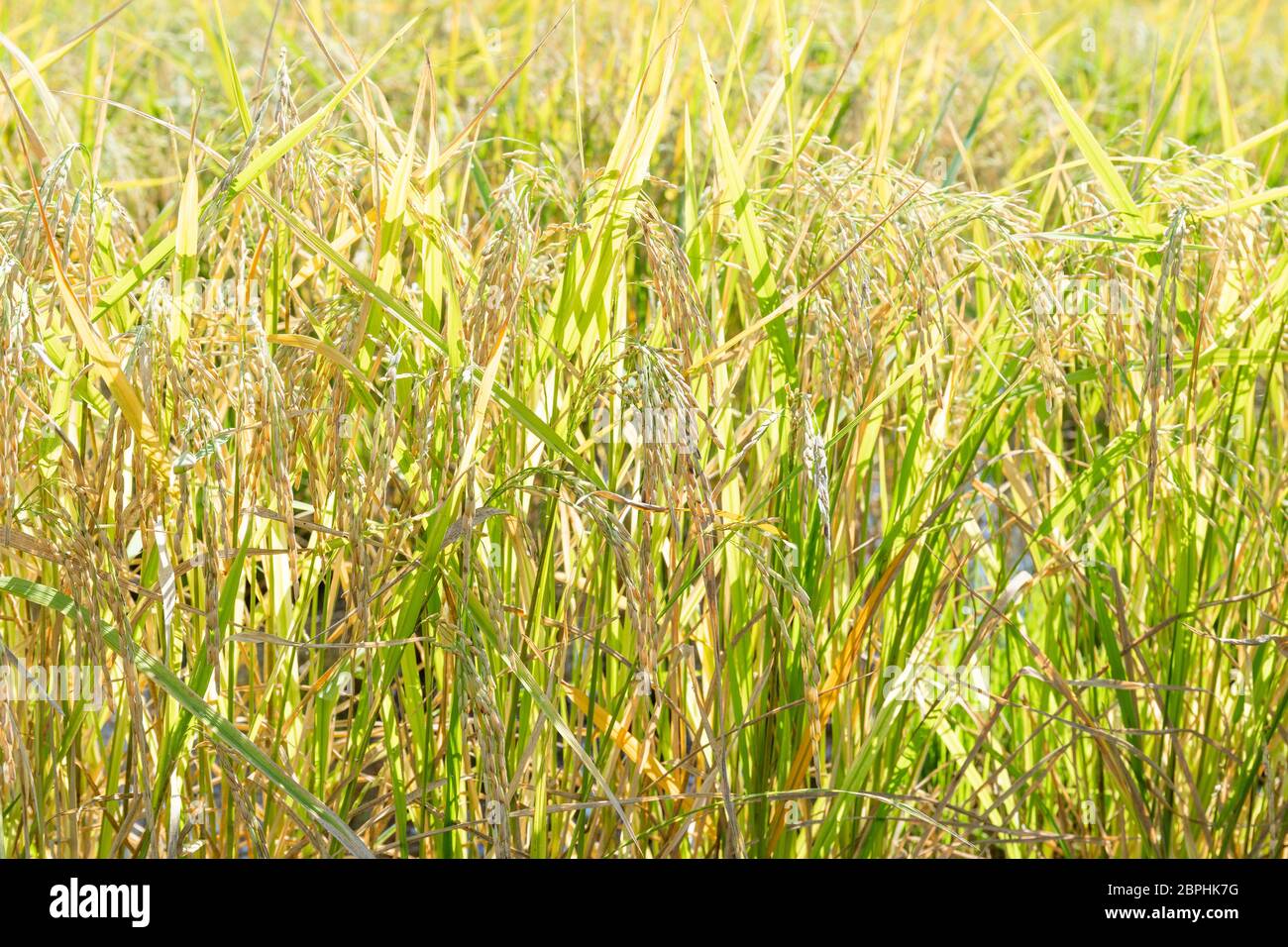 Close up of paddy rice plant, Agriculture season of Thailand Stock ...