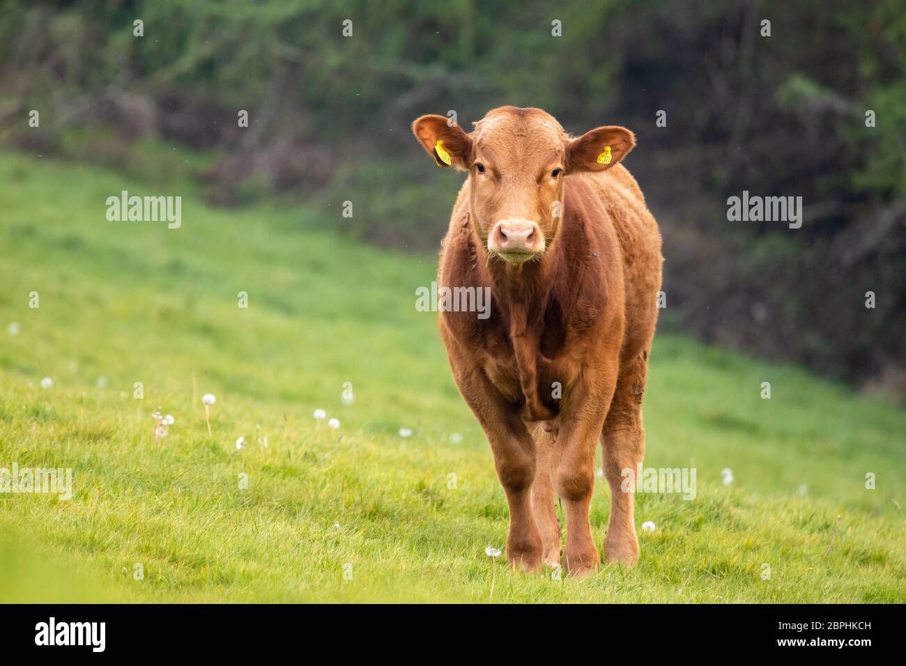 Devon breed hi-res stock photography and images - Alamy