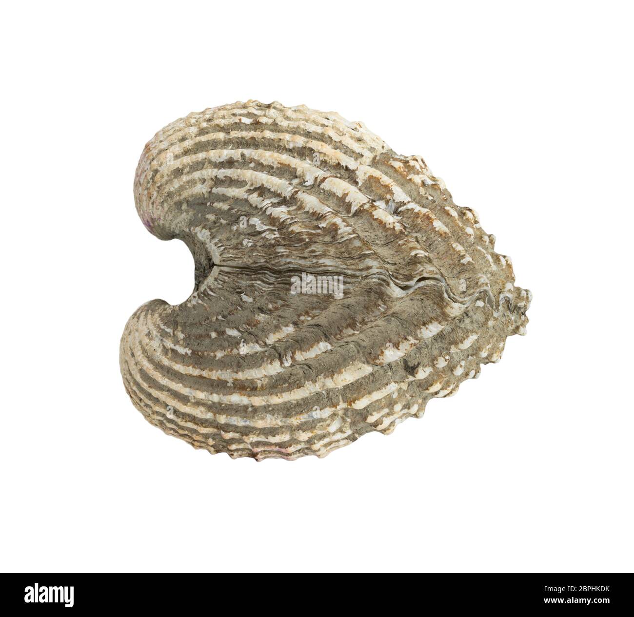 Scallop shall hi-res stock photography and images - Alamy