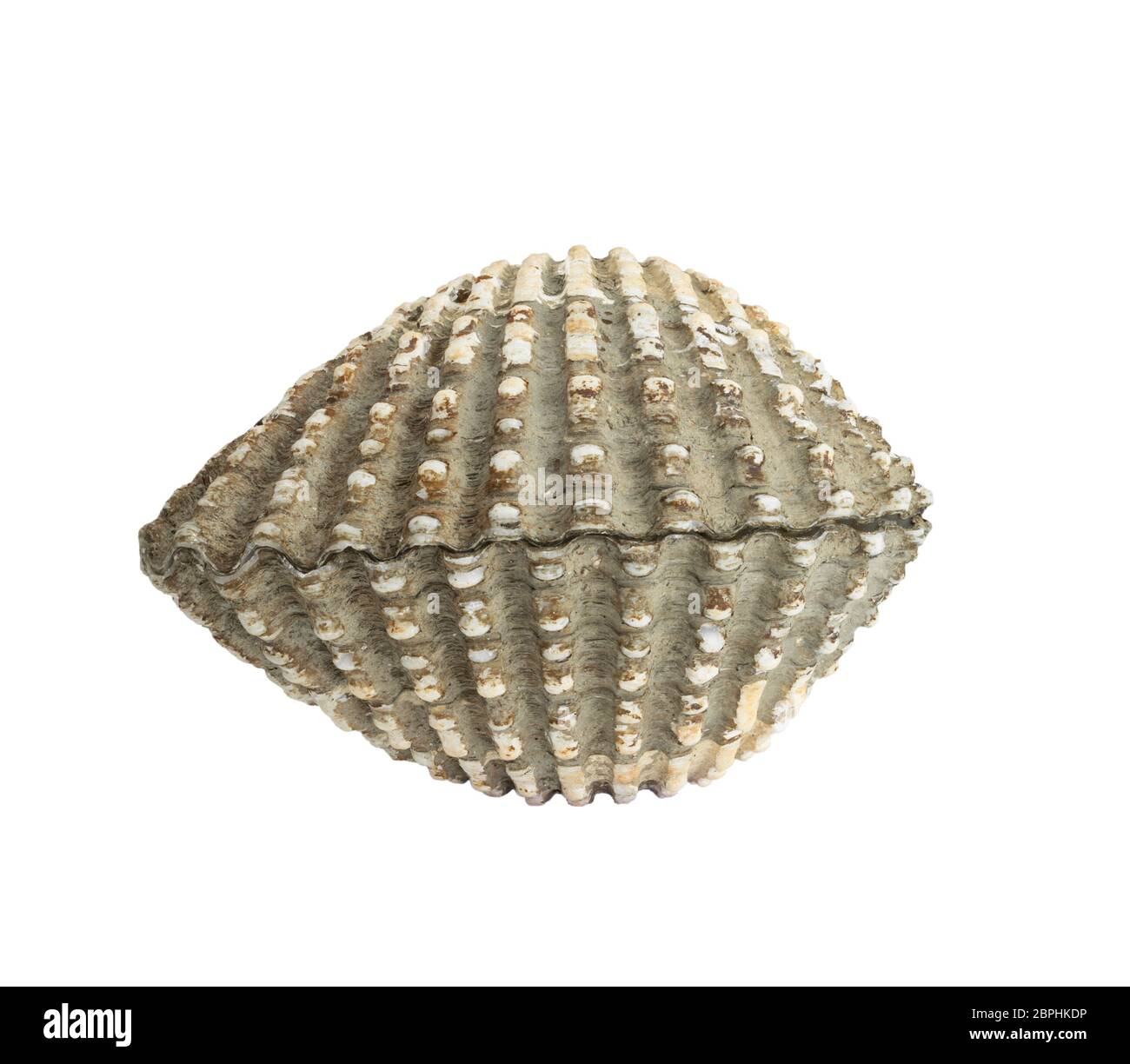 Scallop shall hi-res stock photography and images - Alamy