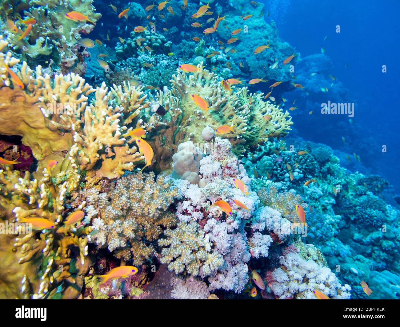 Colorful coral reef on the bottom of tropical sea, underwater landscape ...