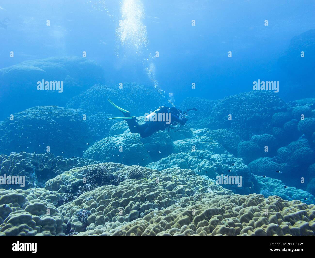 Colorful coral reef at the bottom of tropical sea, diver photographer ...