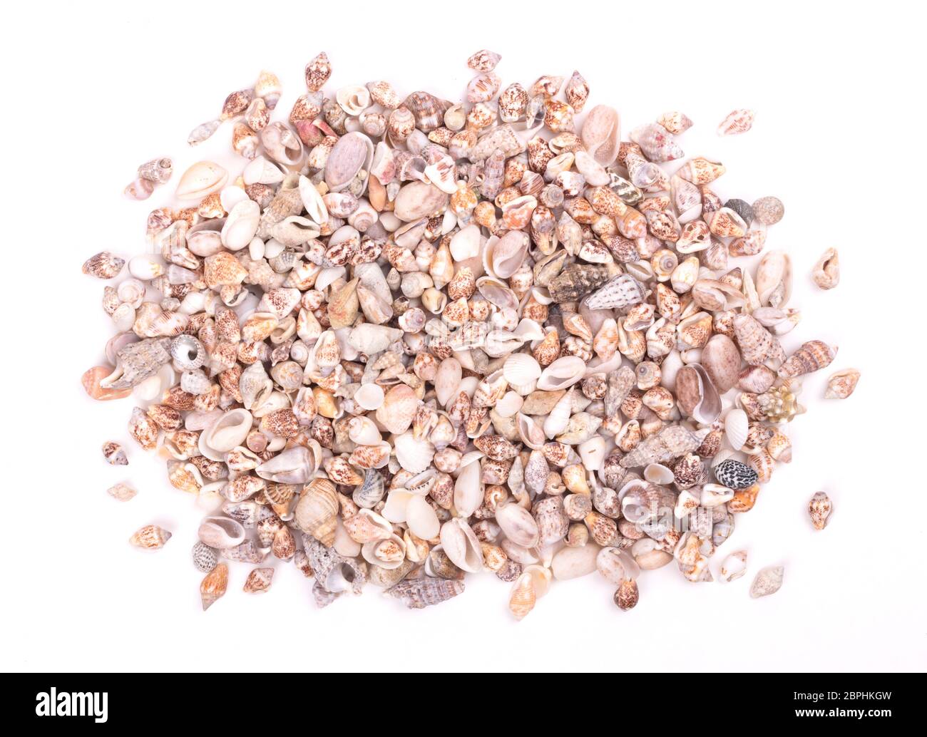 Shells of many types and sizes, isolated on white Stock Photo - Alamy