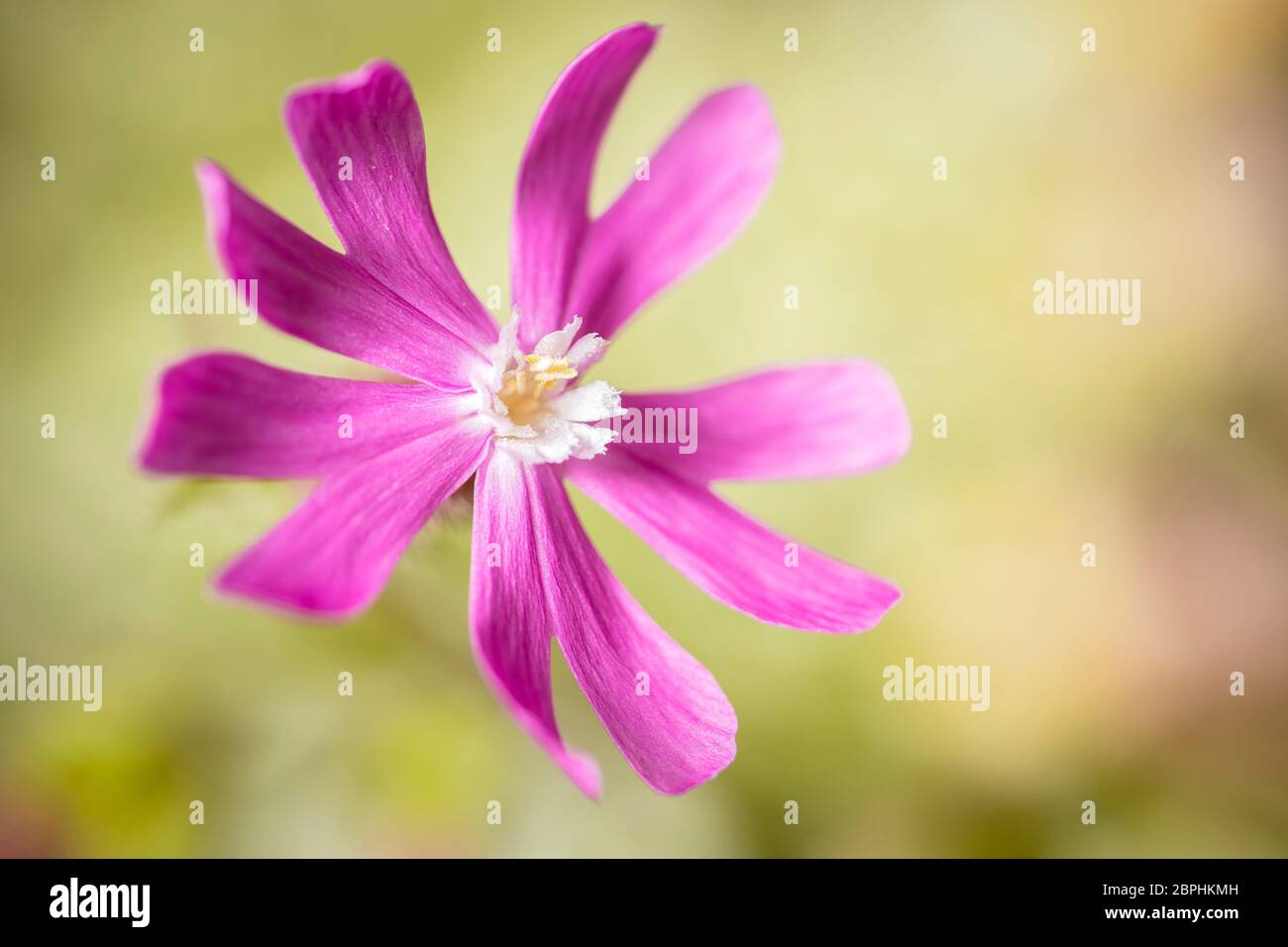 Macro detail of a small Red Campion wildflower Stock Photo - Alamy