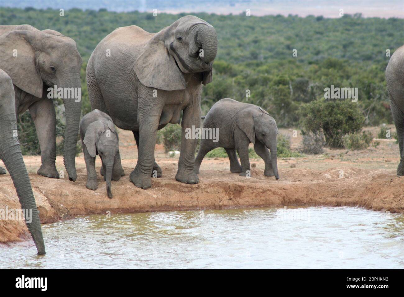 Addo Elephant National Park - Eastern Cape - South Africa. Group of ...