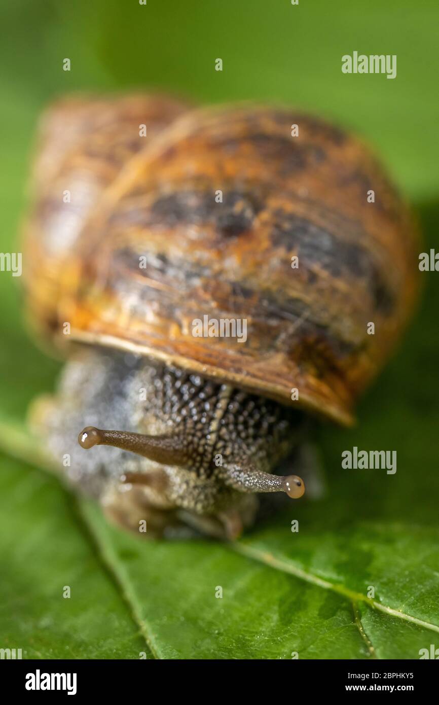 Common british snail hi-res stock photography and images - Alamy