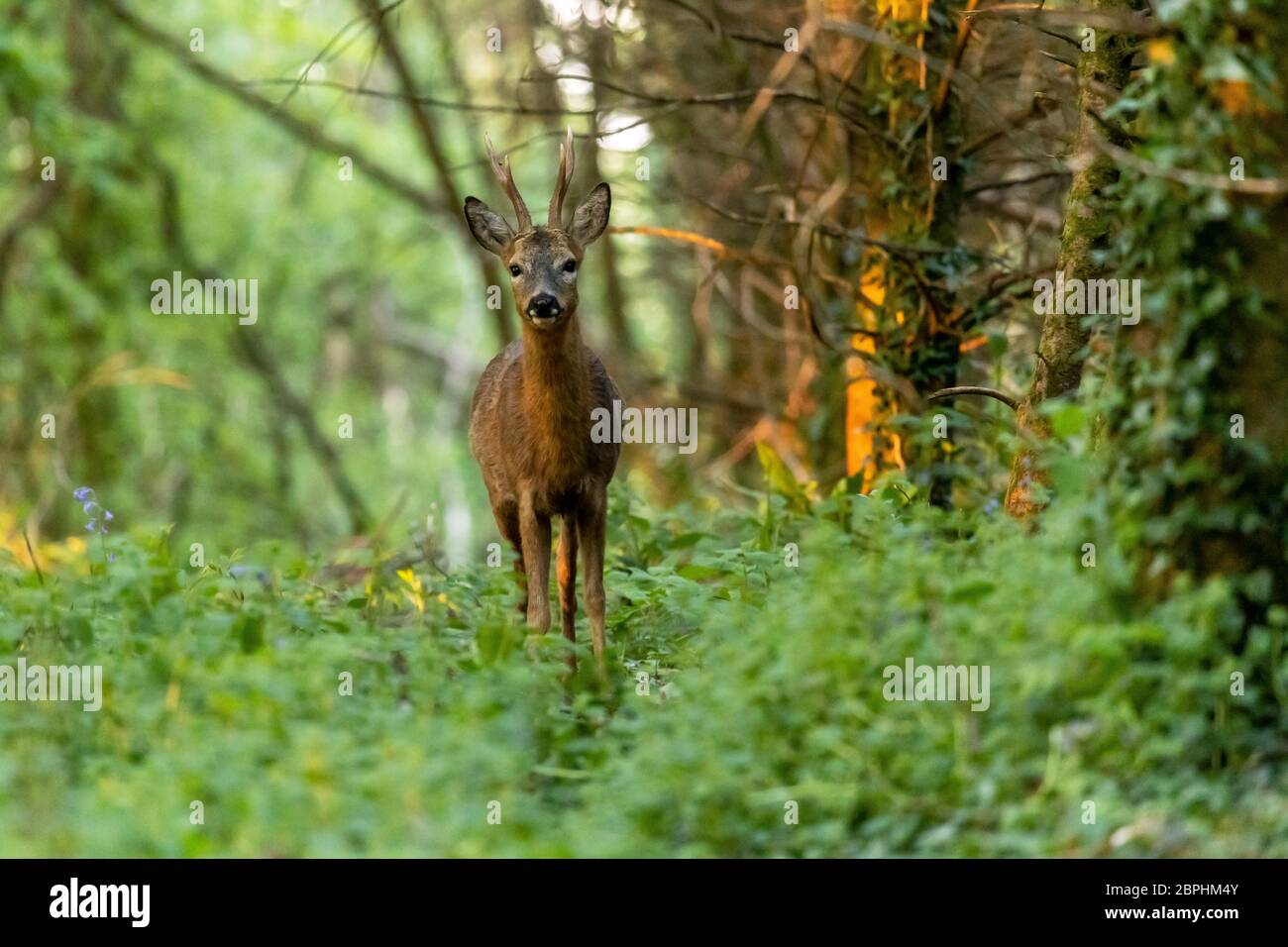 Wild male Roe Deer stood in wild woodland between trees Stock Photo - Alamy