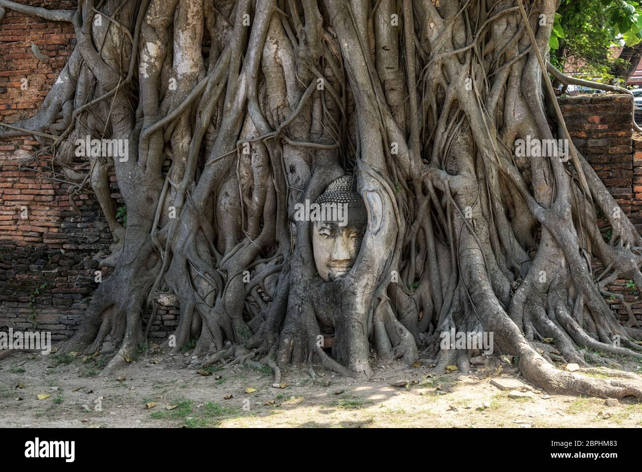 buddha head in tree roots of bodhi or banyan tree in ayutthaya ...