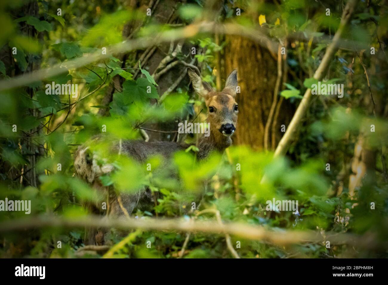 Female roe deer in woods hi-res stock photography and images - Alamy