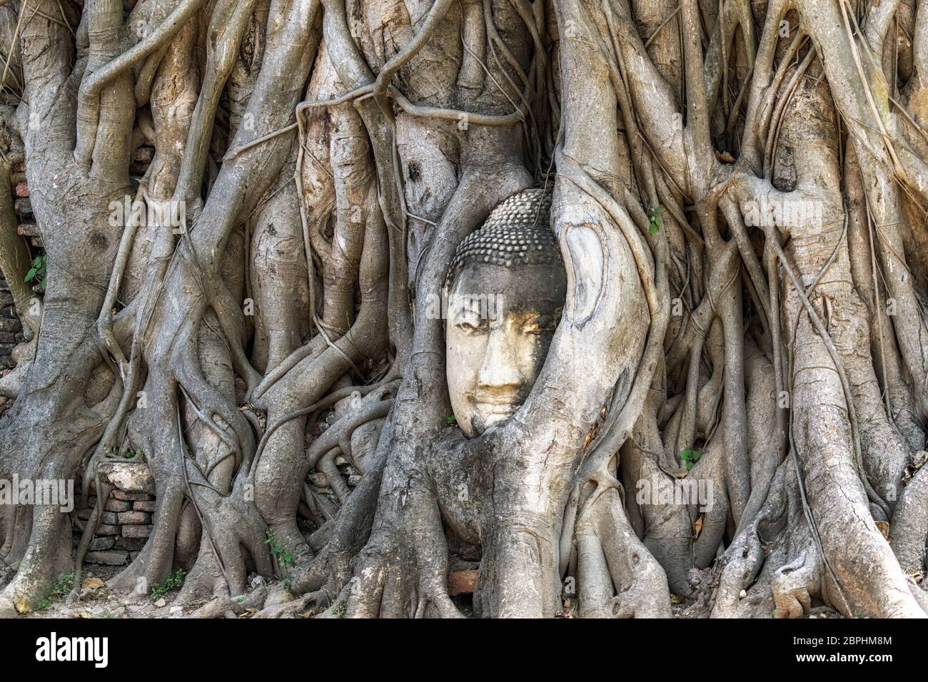 buddha head in tree roots of bodhi or banyan tree in ayutthaya ...