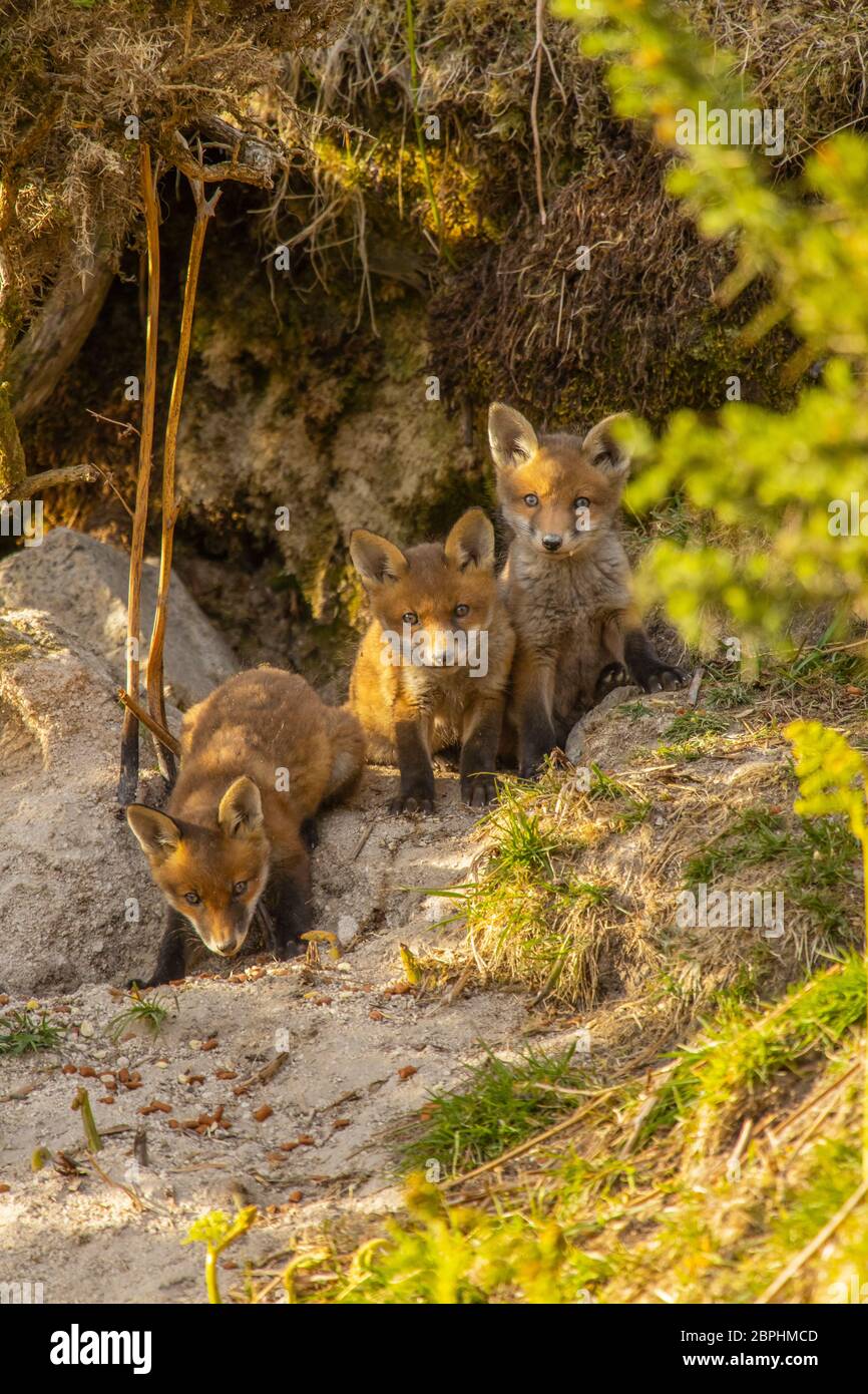 Red Fox cubs stood at the entrance of their den Stock Photo - Alamy