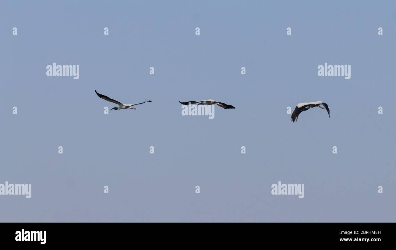 Birds in flight detail from Pantanal, Brazil. Brazilian wildlife Stock ...