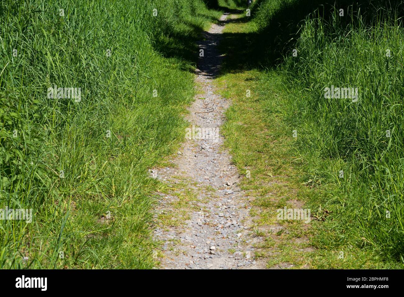 Fairytale forest landscape alley way outdoor space park nature ...