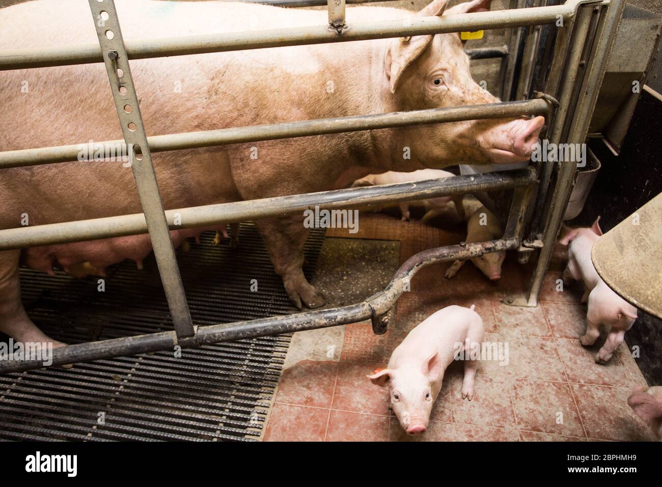 Mother pig locked in a cage with her piglets on a breeding farm animals ...