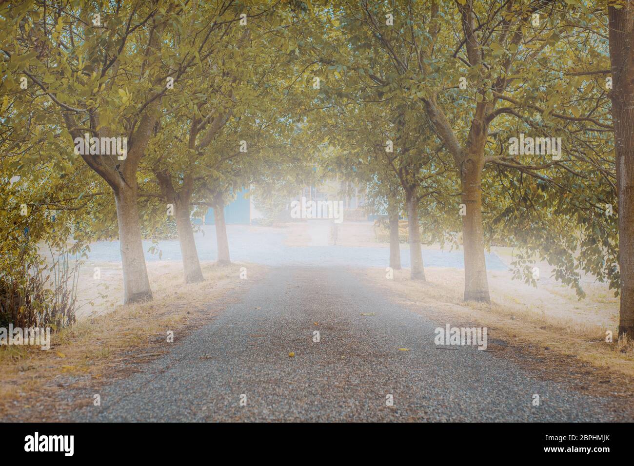 Road in misty forest in the autumn, colorful trees in the morning Stock ...