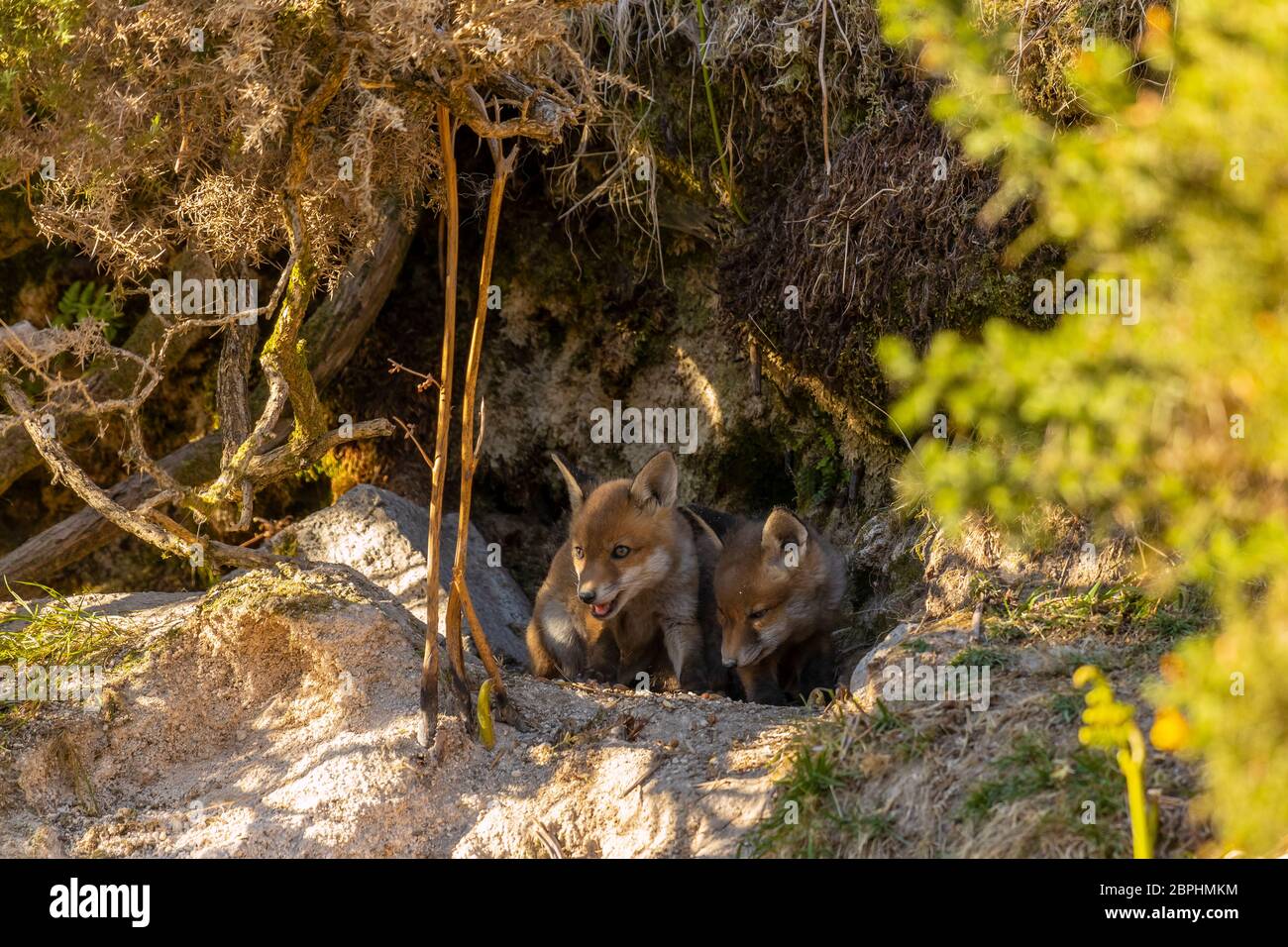 Red Fox cubs stood at the entrance of their den Stock Photo - Alamy