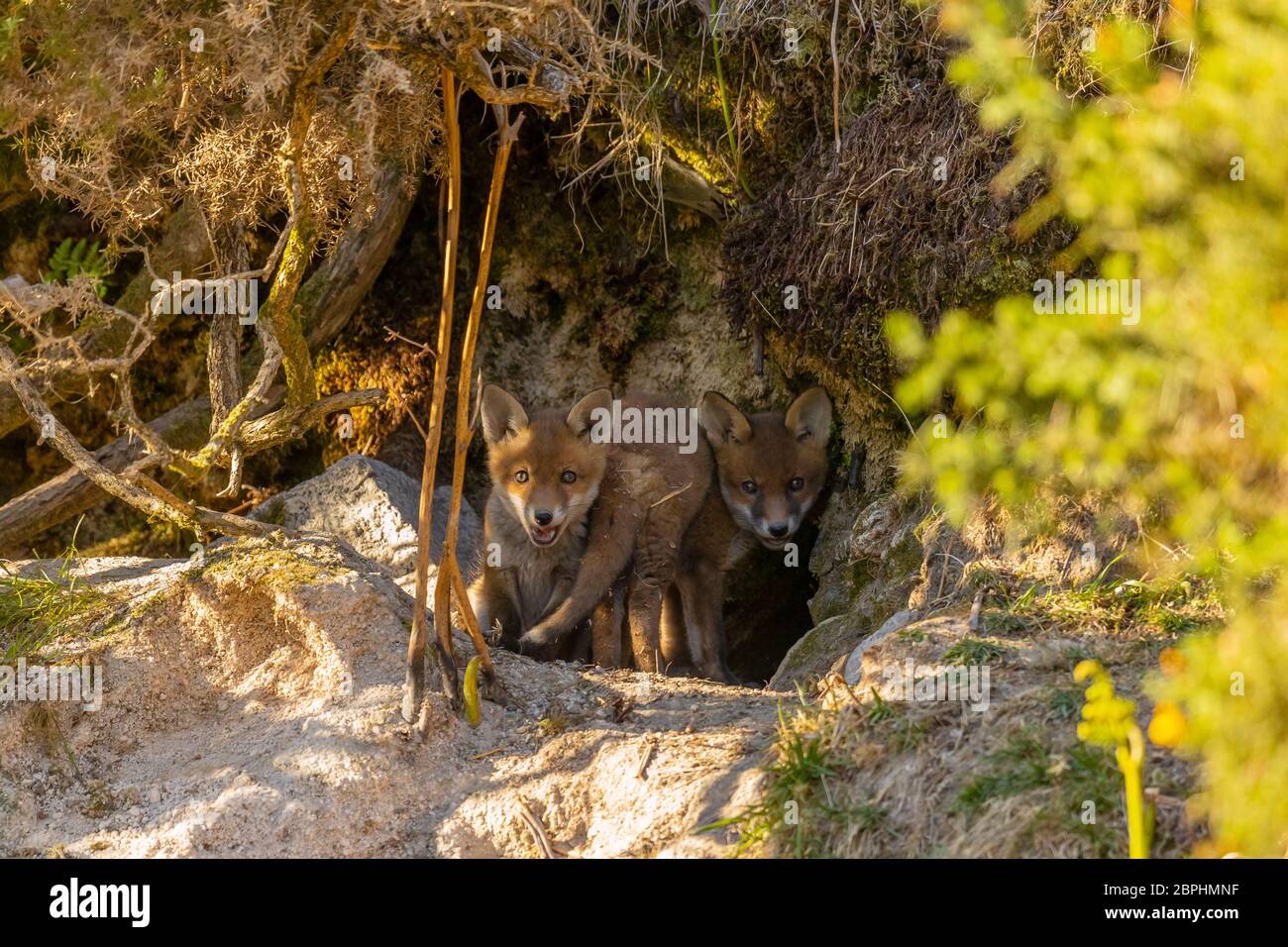 Red Fox cubs stood at the entrance of their den Stock Photo - Alamy