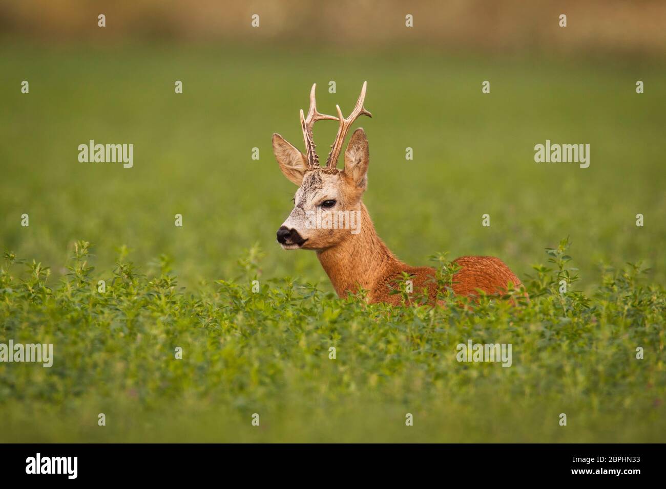 Wild roe buck capreolus caprelous hi-res stock photography and images ...