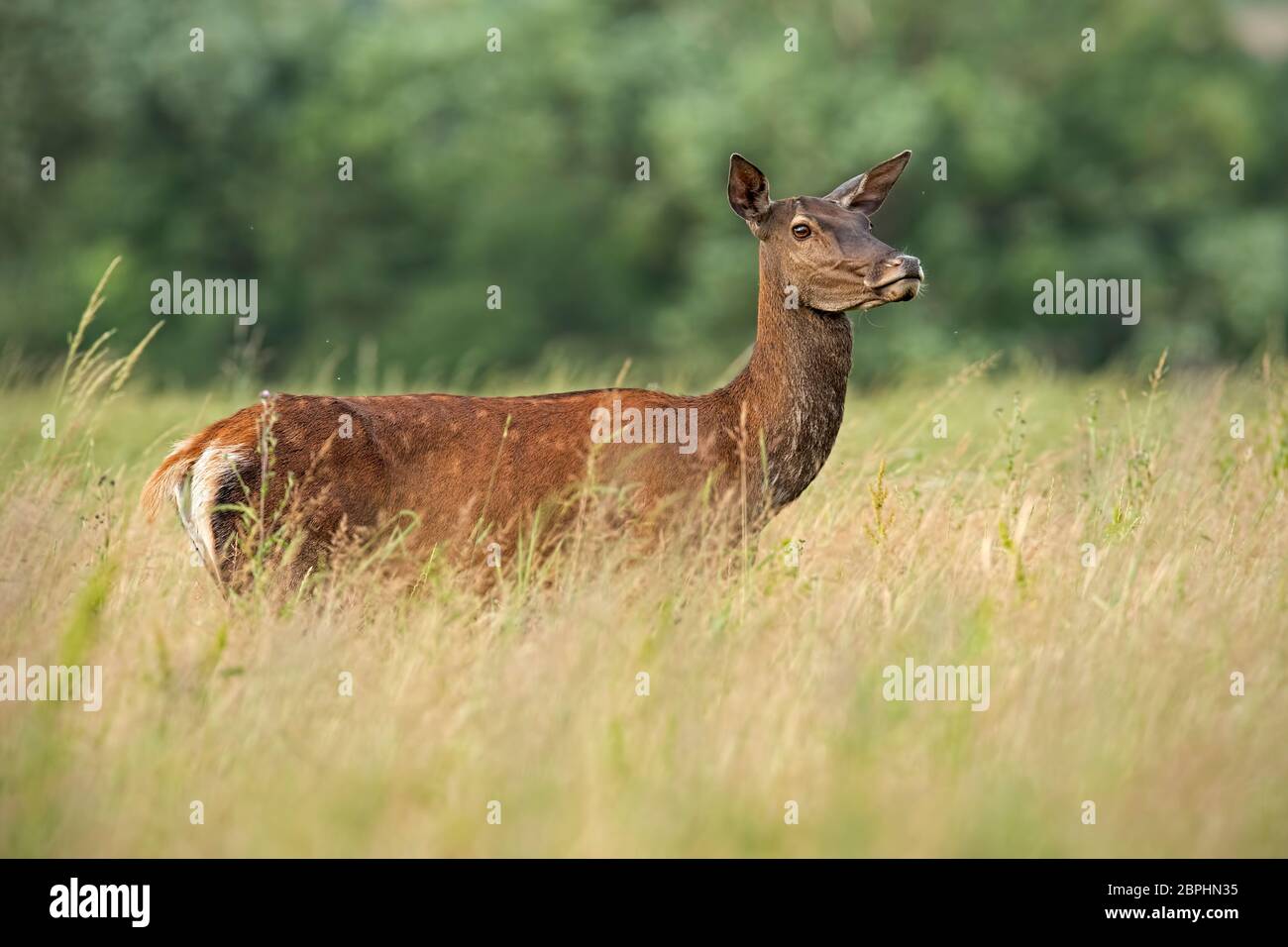 Red deer hind in high grass in summer. Clear view on female deer hidden ...