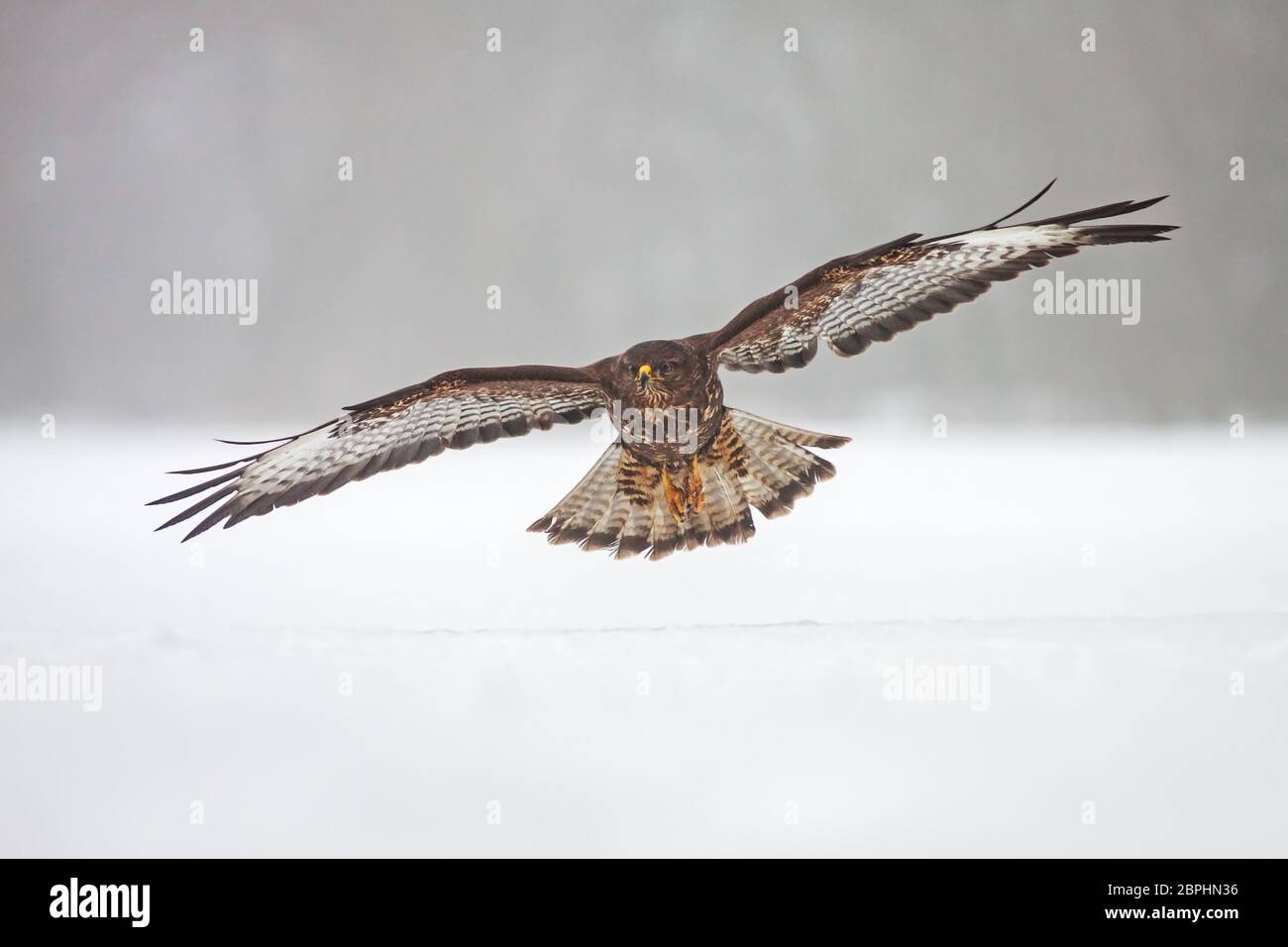 Wild common Buzzard, Buteo buteo, flying over snow. Bird of prey in ...