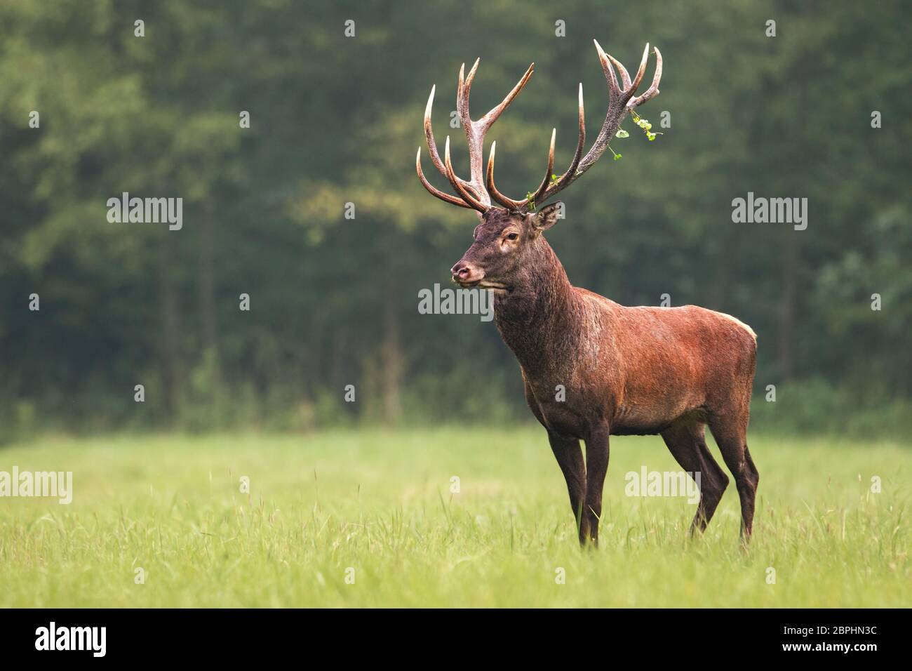 Strong male red deer, cervus elaphus, stag standing calmly on meadow ...
