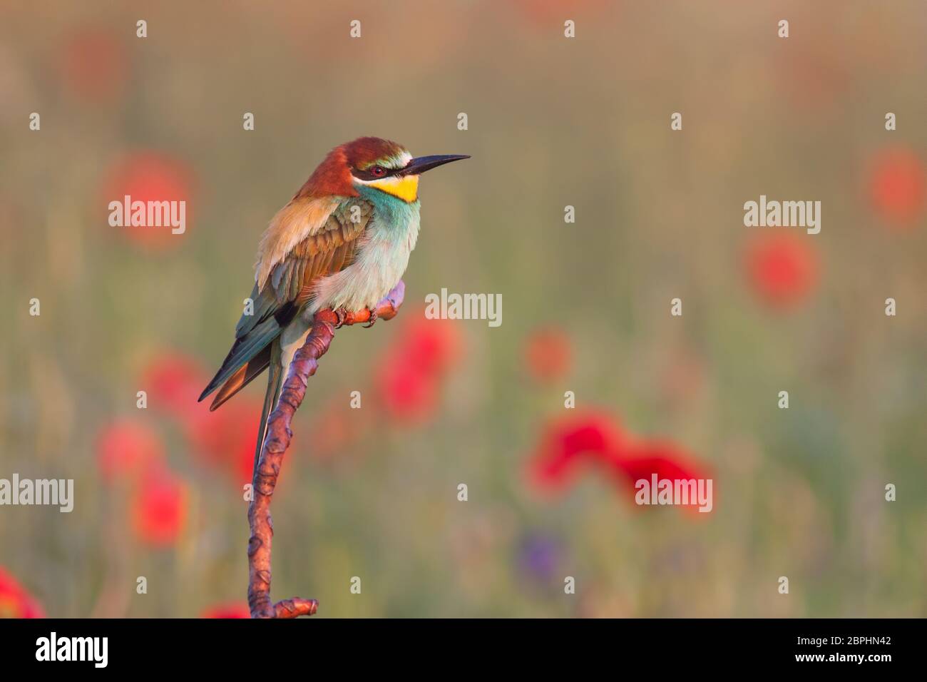 European bee-eater, merops apiaster, perched near poppy flowers. Wild ...