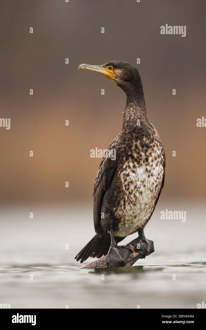 British wetland fish eating bird hi-res stock photography and images ...
