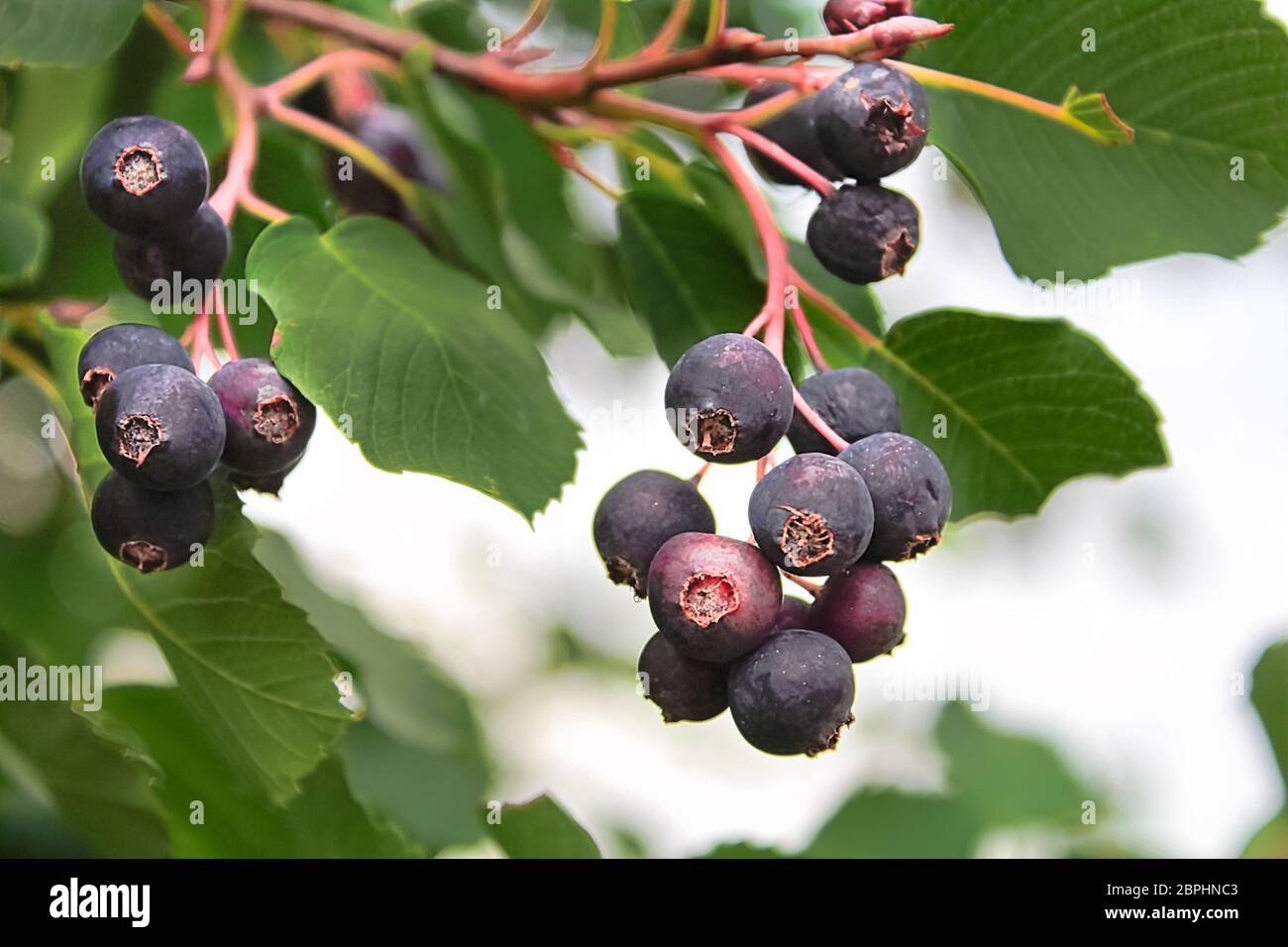 Saskatoon berries orchard hi-res stock photography and images - Alamy