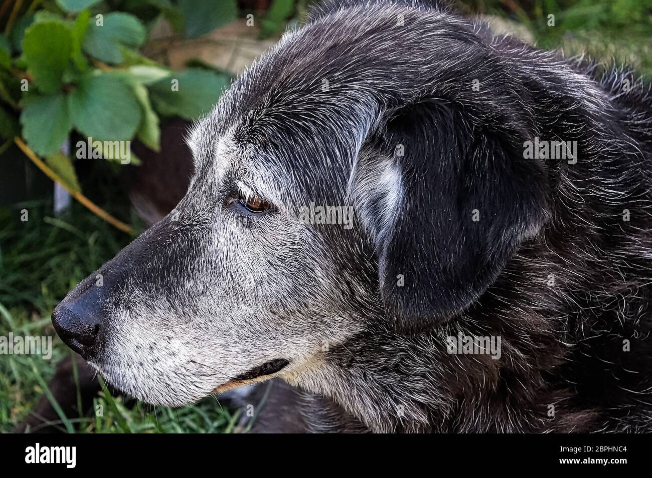 Labrador retriever black side profile hi-res stock photography and ...