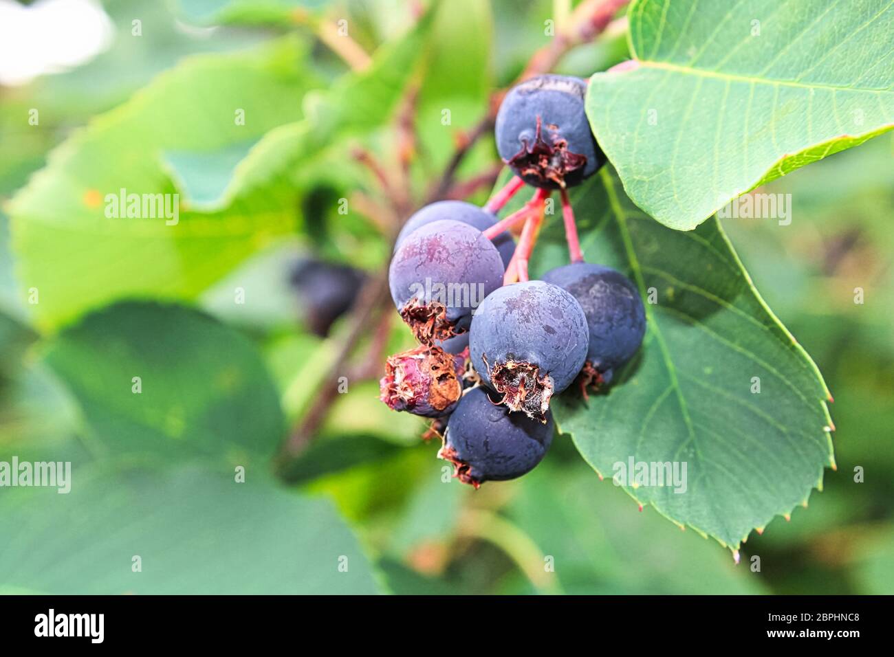 Saskatoon berry orchard hi-res stock photography and images - Alamy