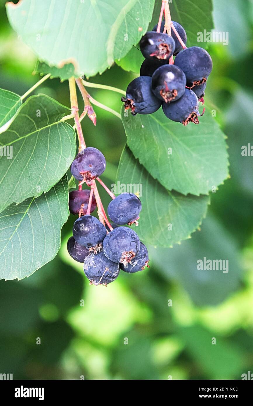Saskatoon berries orchard hi-res stock photography and images - Alamy