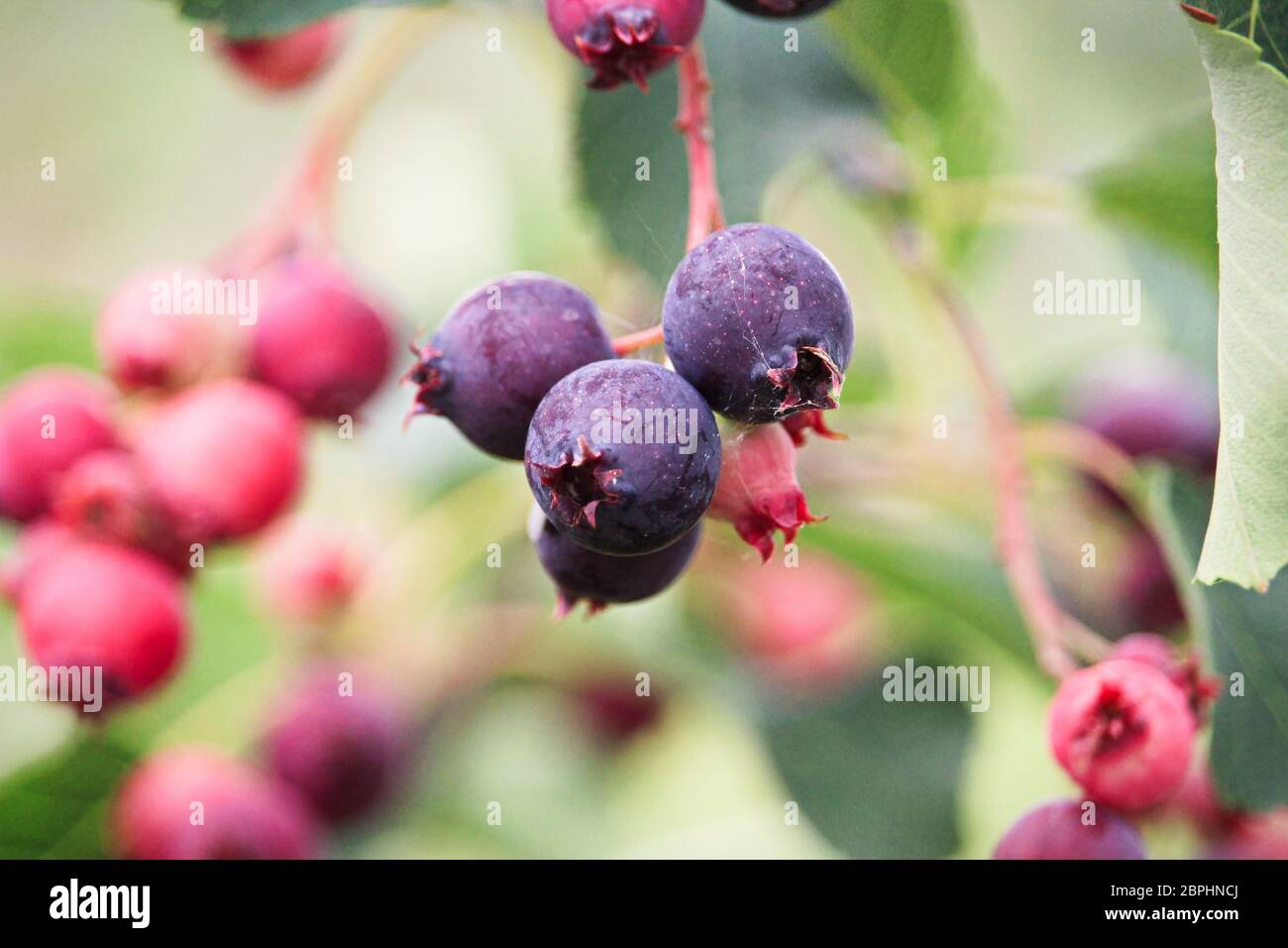 Saskatoon berries hi-res stock photography and images - Alamy