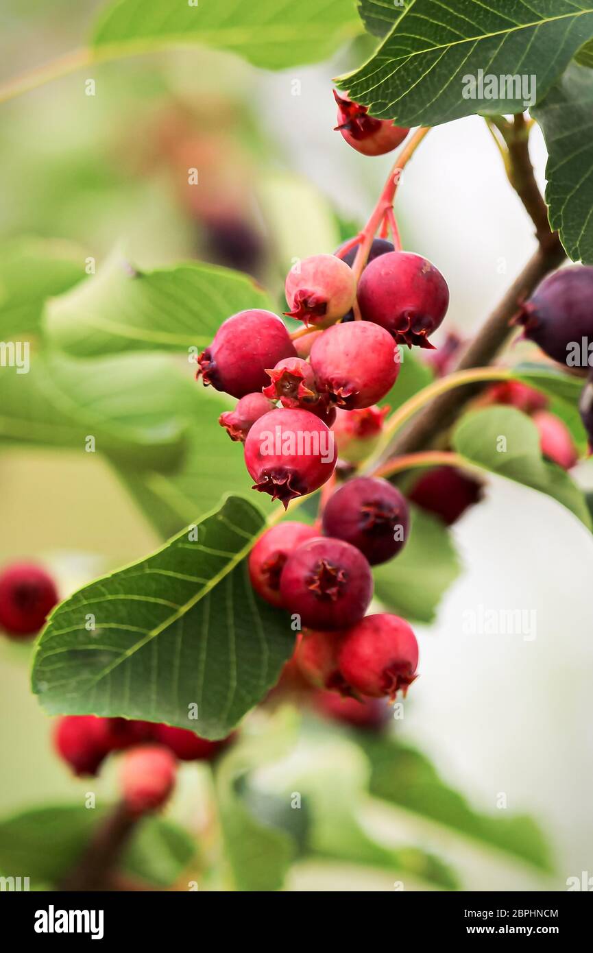 Saskatoon berries orchard hi-res stock photography and images - Alamy