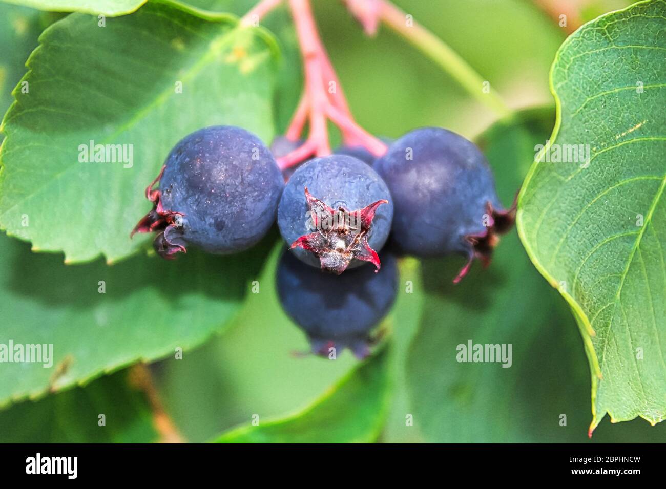 Saskatoon berries amelanchier alnifolia hi-res stock photography and ...