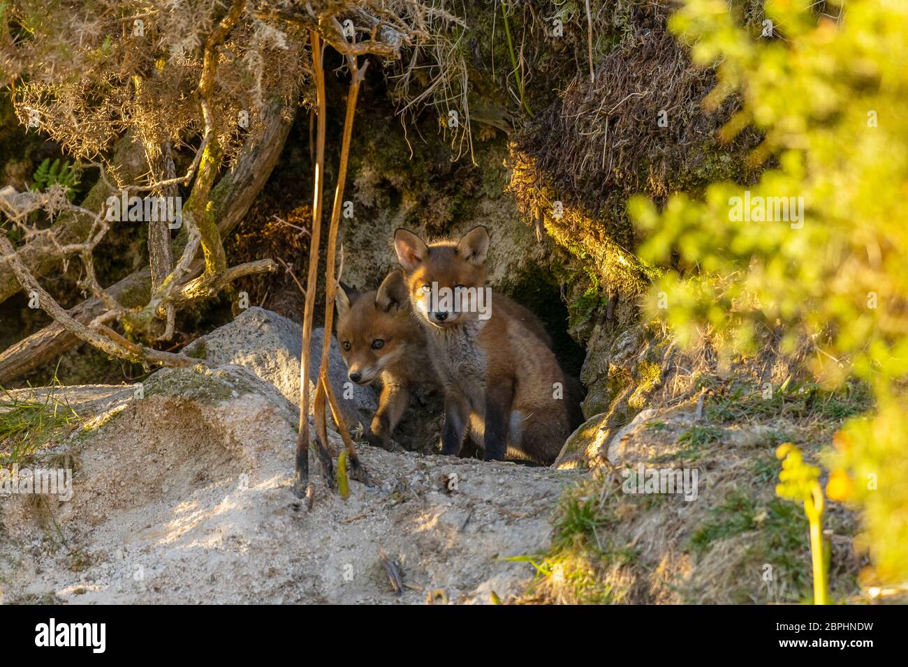 Red Fox cubs stood at the entrance of their den Stock Photo - Alamy
