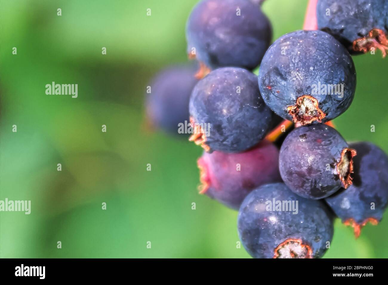 Saskatoon berry orchard hi-res stock photography and images - Alamy